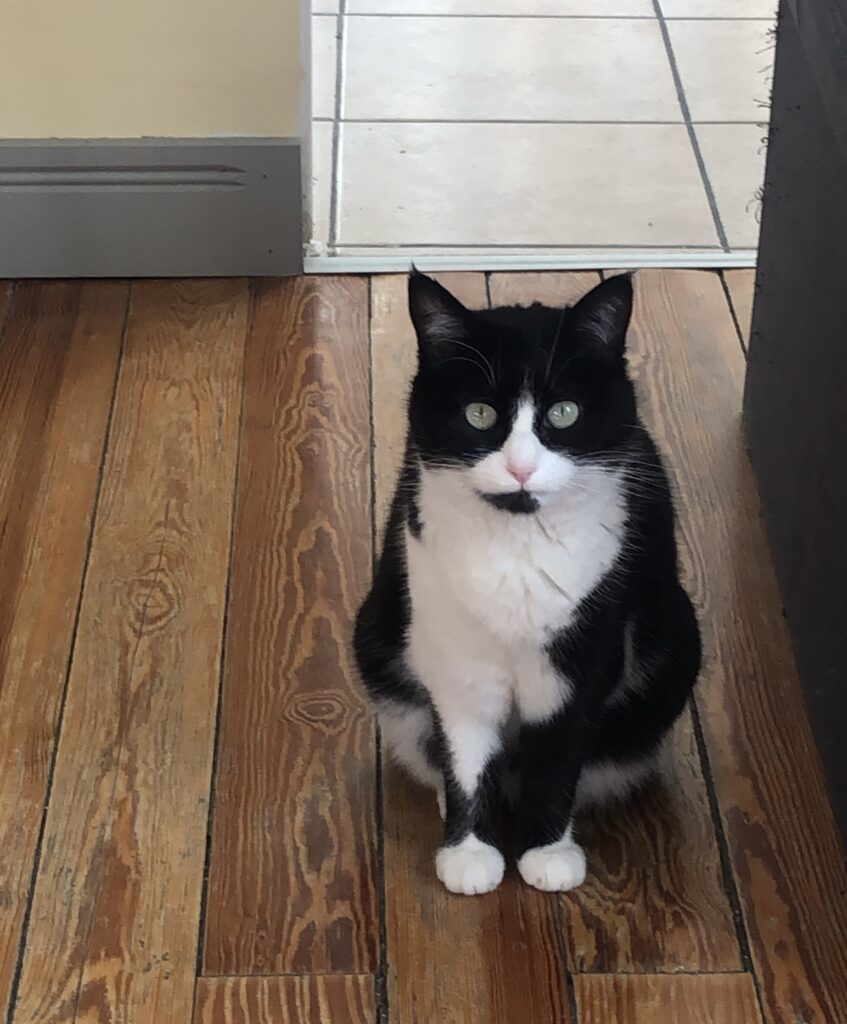 Porte aperte al canile-gattile della Valle d'Aosta - bobine.tv